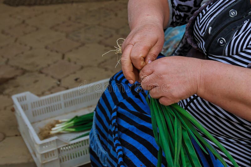 Woman Preparing Organic Spring Onions for Market. Stock Image - Image ...