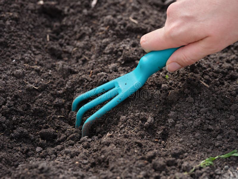 A Woman Preparing Soil Using a Handled Claw Cultivator Stock Photo ...