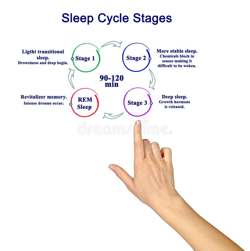 Sleep Cycle Stages stock photo. Image of researcher - 102727386
