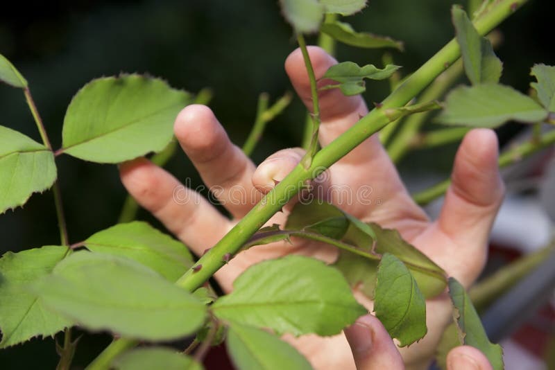 Woman Her Finger with a Rose Thorn Stock Image - Image of garden ...
