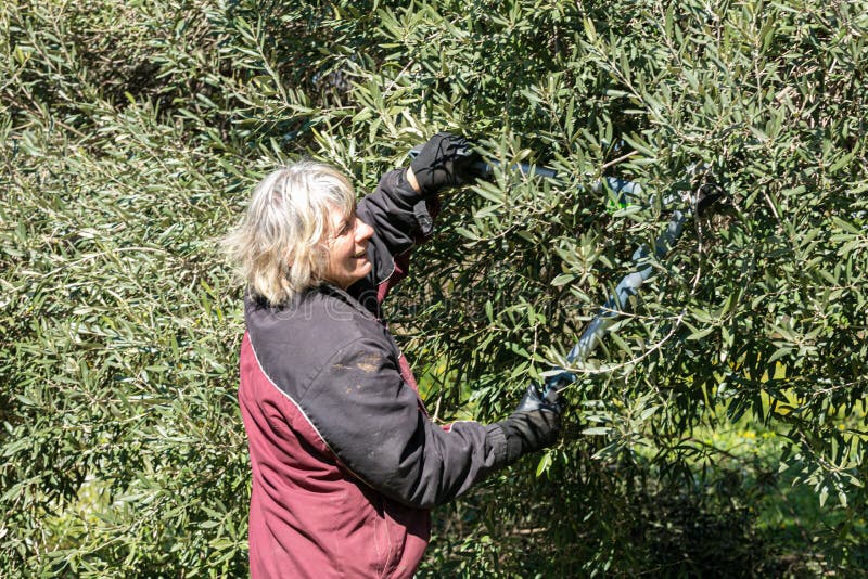Woman Pruning an Olive Tree Stock Image - Image of green, pruning ...