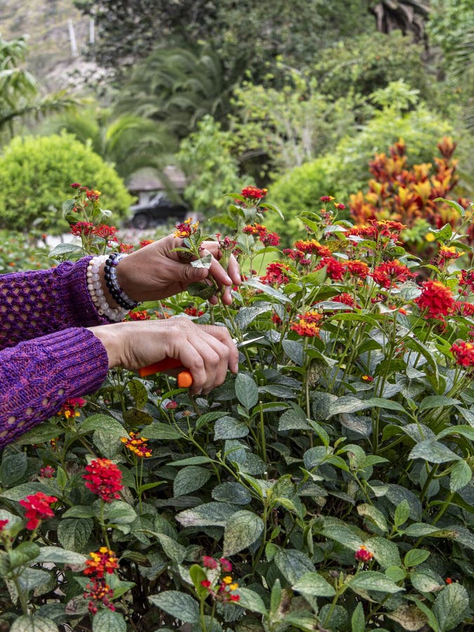 Woman Pruning Plants in a Tropical Garden Stock Image - Image of ...