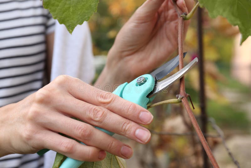 Woman Pruning Tree Branch by Secateurs in Garden, Closeup Stock Photo ...