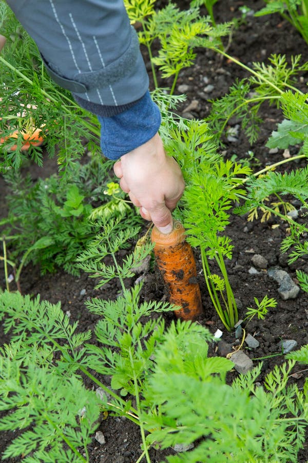 135 Pulling Carrot Stock Photos - Free & Royalty-Free Stock Photos from ...