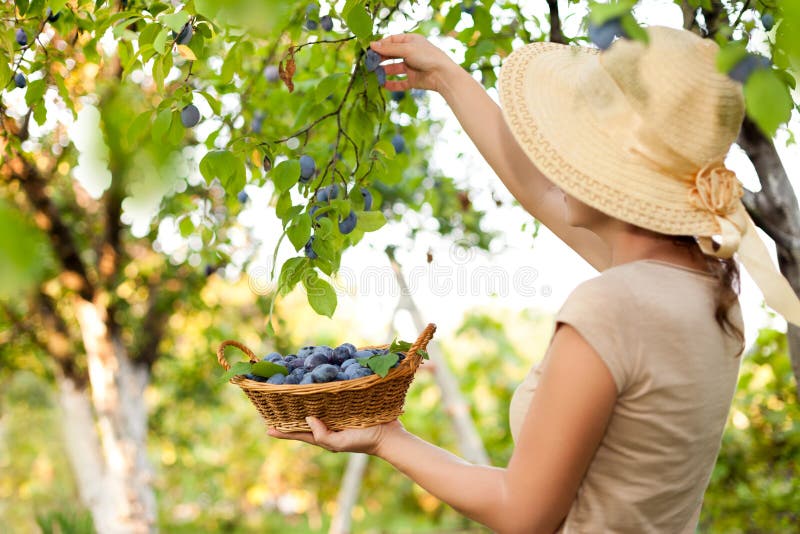 Plum picking from the tree stock image. Image of fruit - 100670479