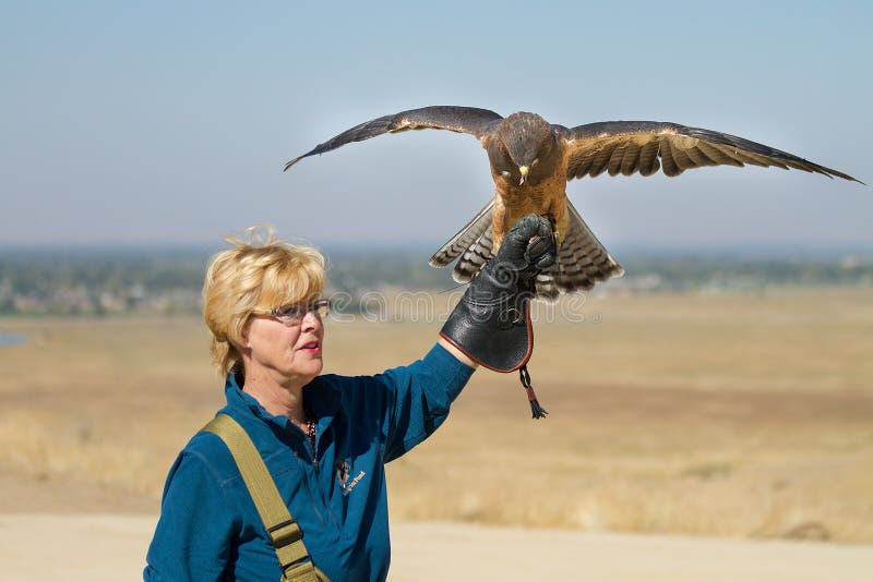 Woman Putting on a Show with Her Hawk Editorial Image - Image of flight ...