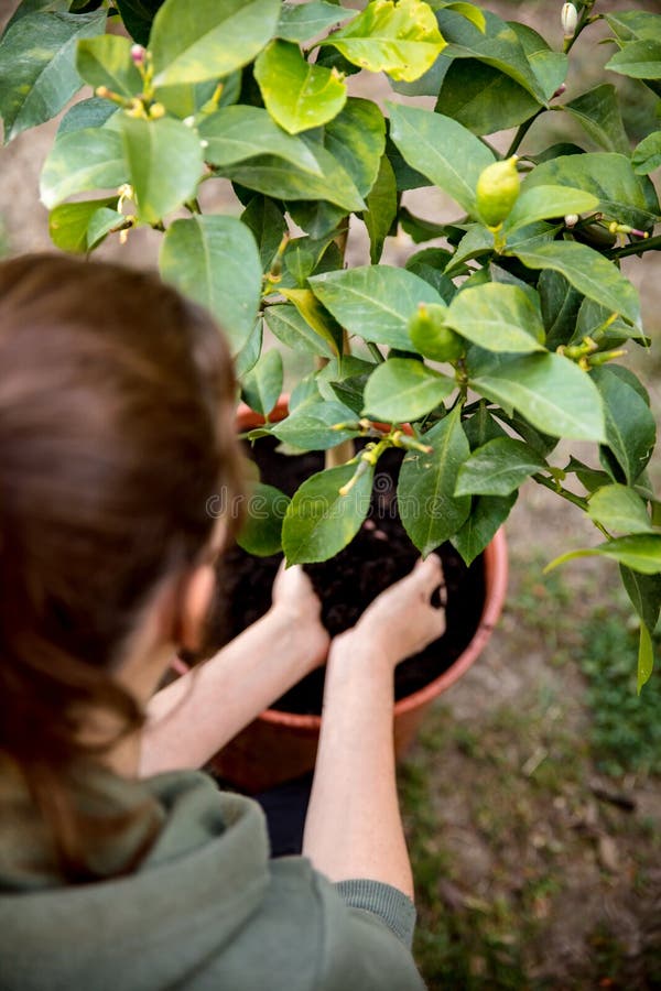 Woman is Putting Some Potting Compost or Flower Soil into a Pot Stock ...