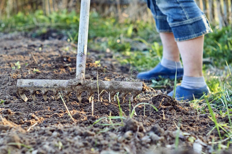 Woman Raking Soil with Old Rusty Rake Stock Image - Image of equipment ...