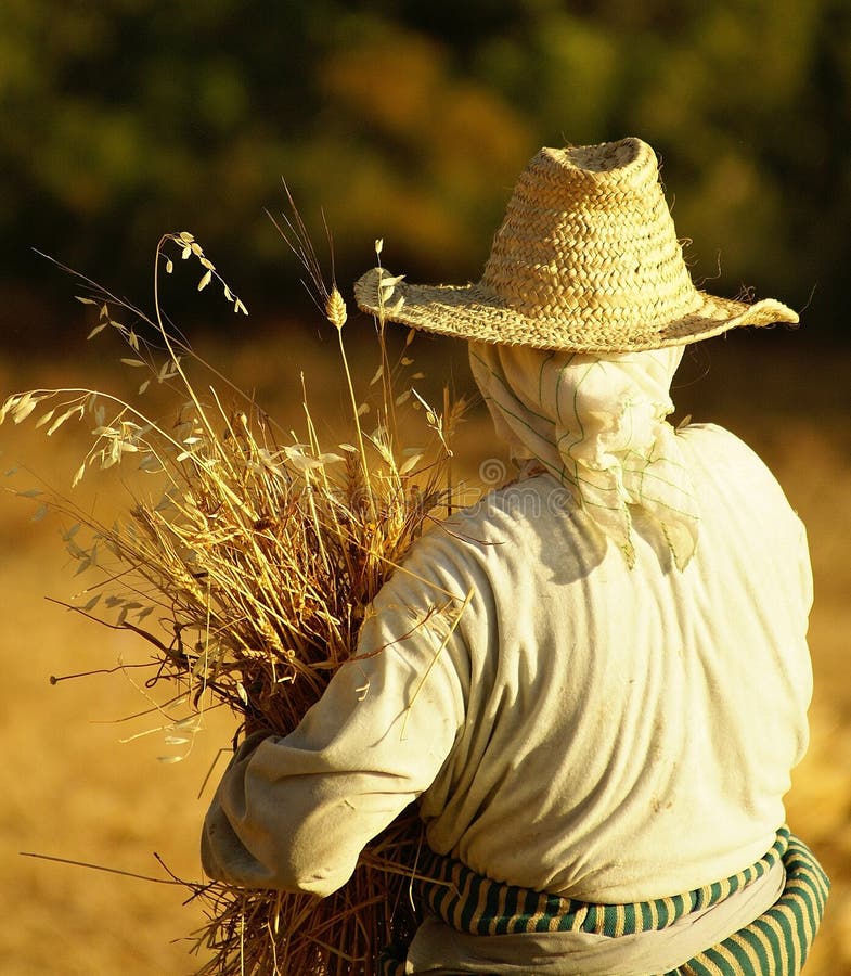 Woman reaping wheat stock image. Image of berber, agriculture - 14090725