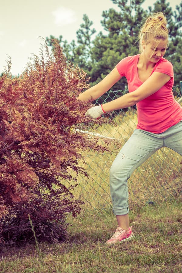 Woman Removing Pulling Dead Tree Stock Photo - Image of pull, tree ...
