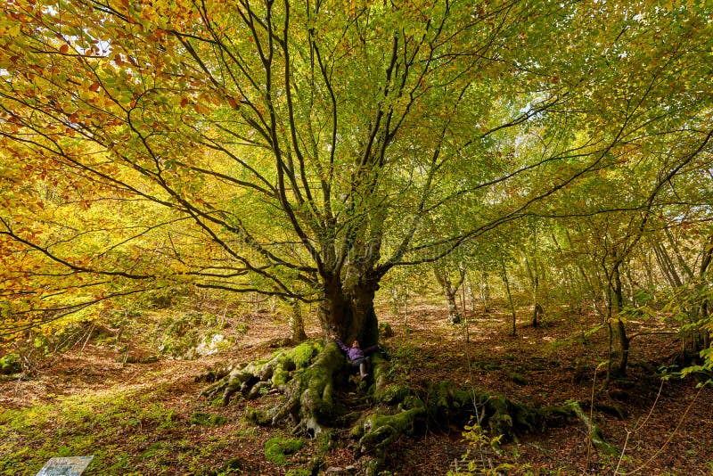 Woman Resting on a Centennial Beech Tree Stock Photo - Image of ...