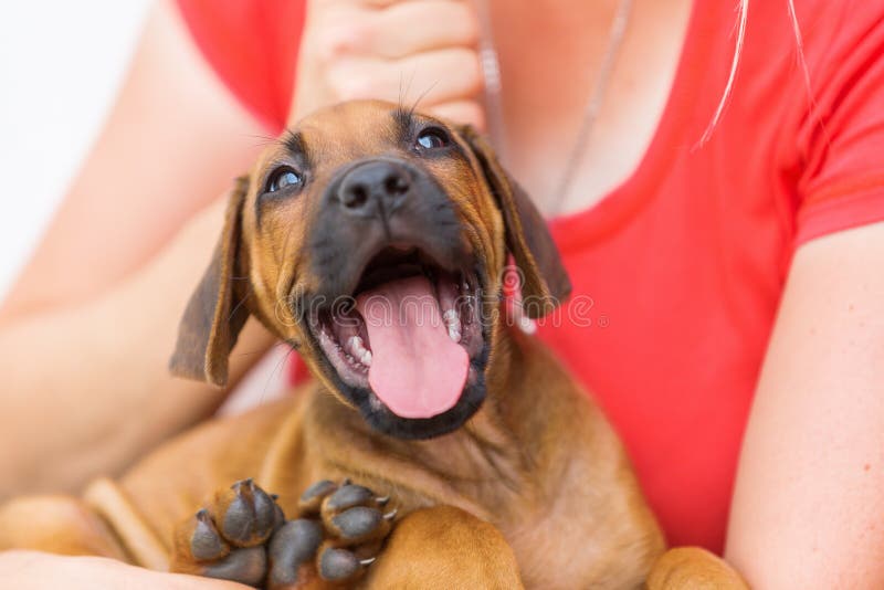Woman with a Rhodesian Ridgeback Puppy Stock Image - Image of yawning ...