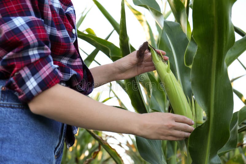 Woman with Ripe Corn Cob in Field, Closeup Stock Photo - Image of corn ...