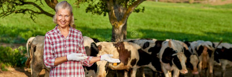 Woman on Rural Farm with Dairy Cow. Stock Photo - Image of aged, beef ...