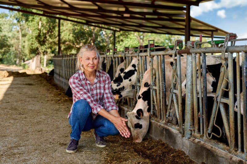 Woman on Rural Farm with Dairy Cow. Stock Image - Image of agriculture ...