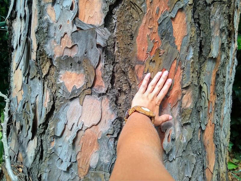 Woman`s Hand on Cedar Trunk in the Park at Summer Stock Image - Image ...