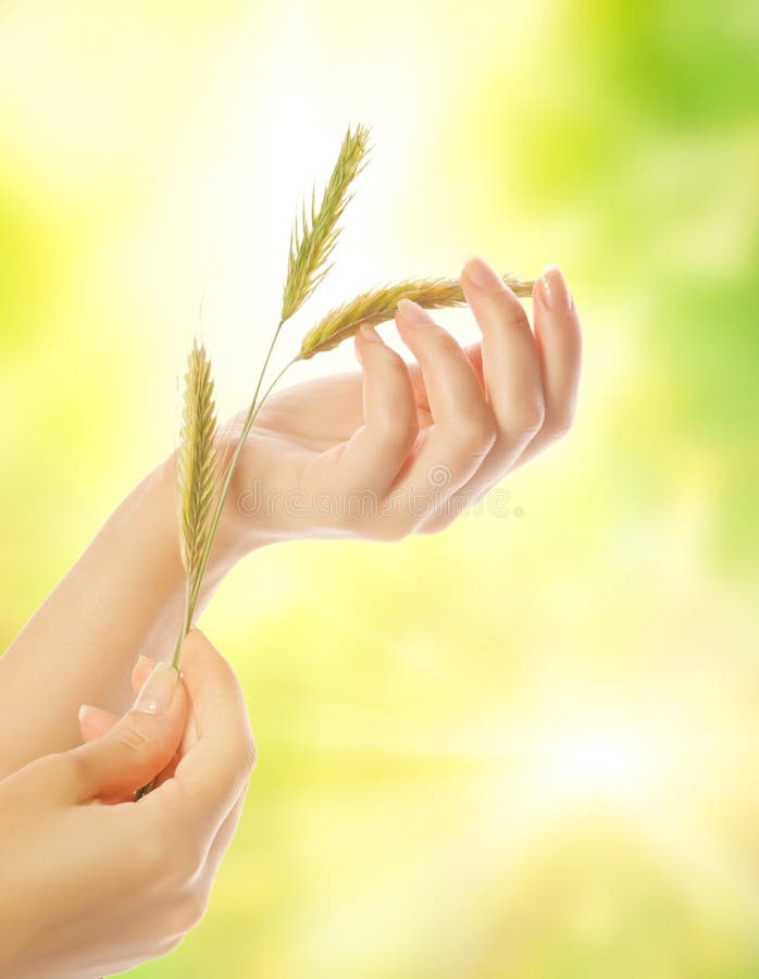 Woman s hand with dry herb stock photo. Image of food - 5619280