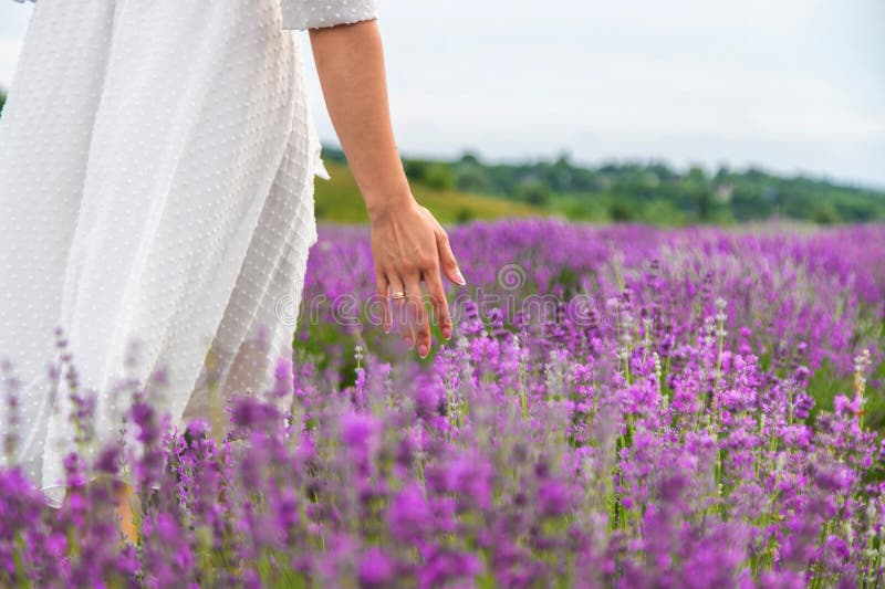 Woman& X27;s Hand Gently Touching Lavender Flowers. Stock Image - Image ...