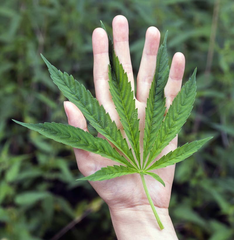 Woman s hand with a hemp stock photo. Image of macro - 74708844