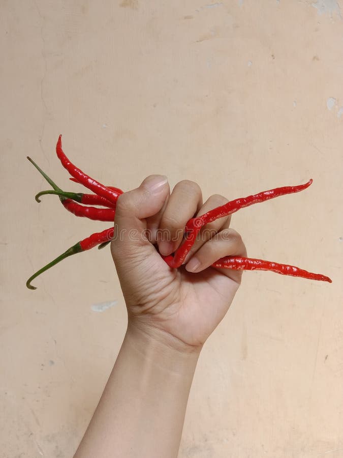 Woman& X27;s Hand Holding Chili Pepper Stock Photo - Image of holding ...
