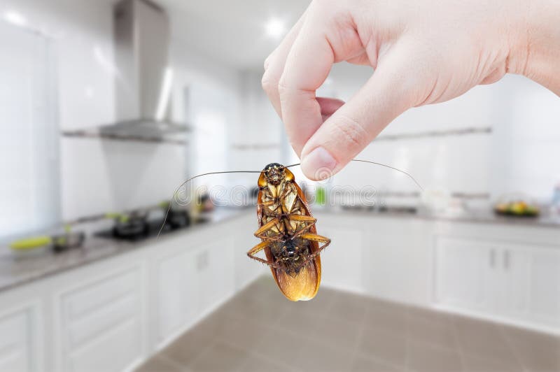 Woman S Hand Holding Cockroach on Kitchen Background Stock Photo ...
