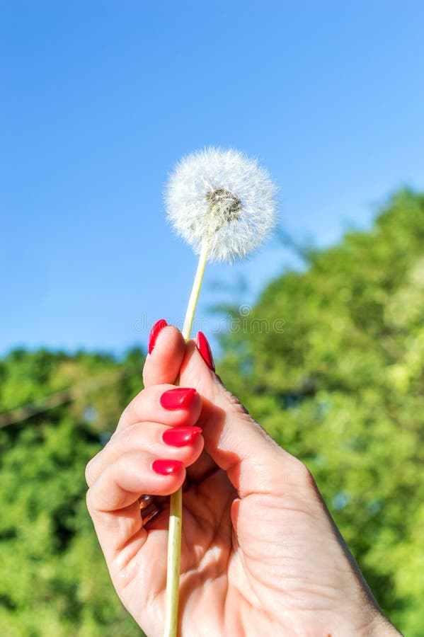 Woman`s Hand Holding Dandelion Outdoors Stock Image - Image of blue ...