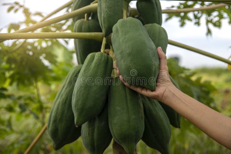 Green Papiya Stock Photos - Free & Royalty-Free Stock Photos from ...