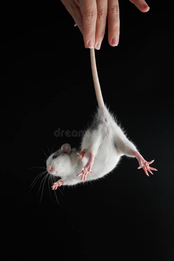158 Rat Caught Mouse Trap Stock Photos - Free & Royalty-Free Stock ... 158 Rat Caught Mouse Trap Stock Photos - Free & Royalty-Free Stock ...