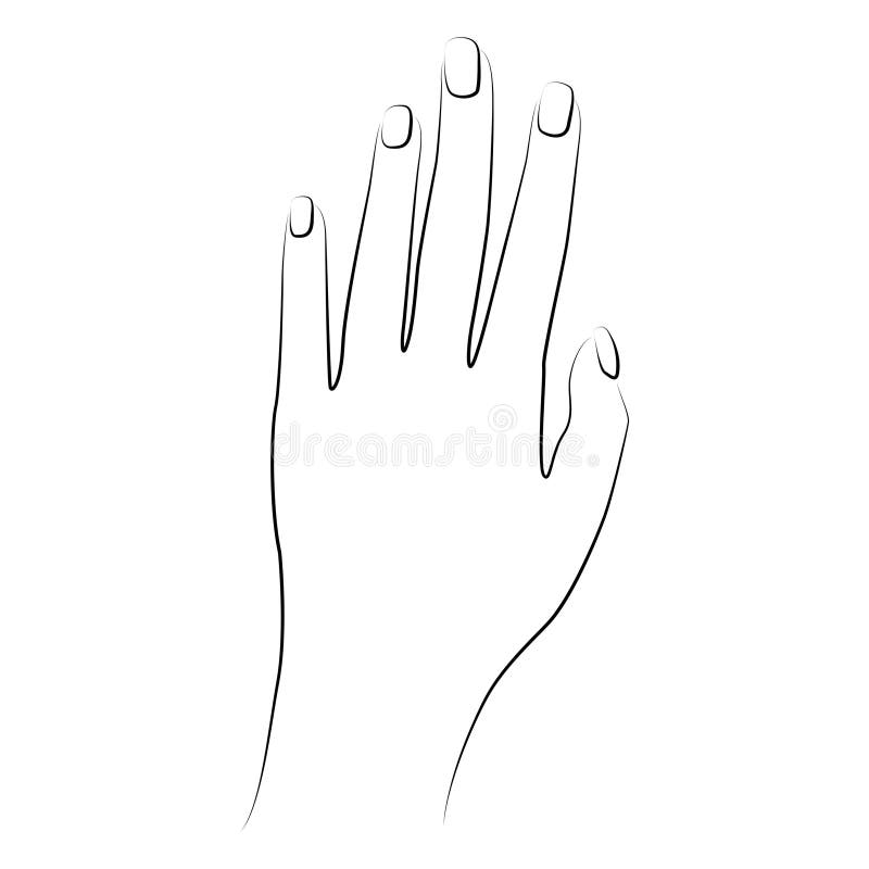 Woman S Hand In Line Art Style Linear Female Palm Thin Lines For