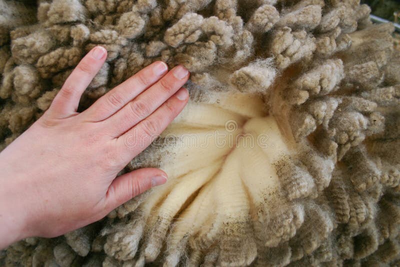 Woman S Hand Over Merino Wool Stock Photo - Image of fingers, fluffy ...