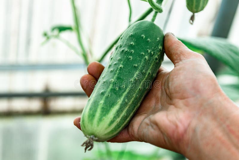 Woman S Hand Picking Fresh Cucumber. Harvesting. Stock Photo - Image of ...