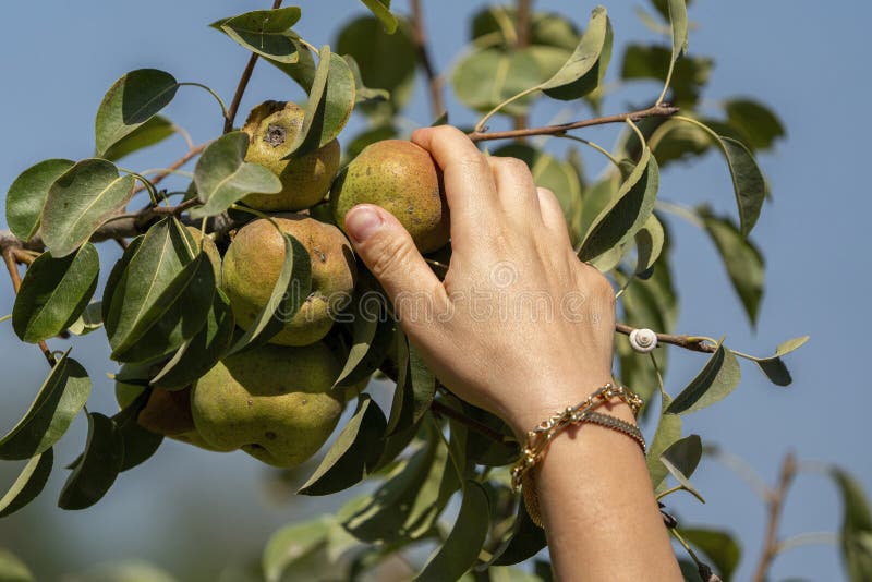 Woman S Hand Picking Fruit. Picking a Pear from a Branch Stock Photo ...