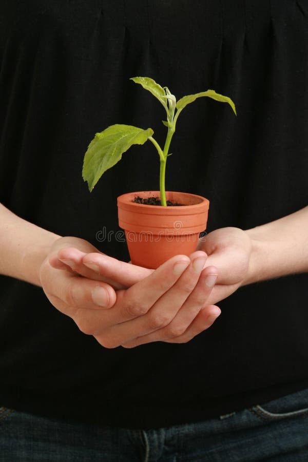 Woman s hand with plant stock photo. Image of fragile - 9115182