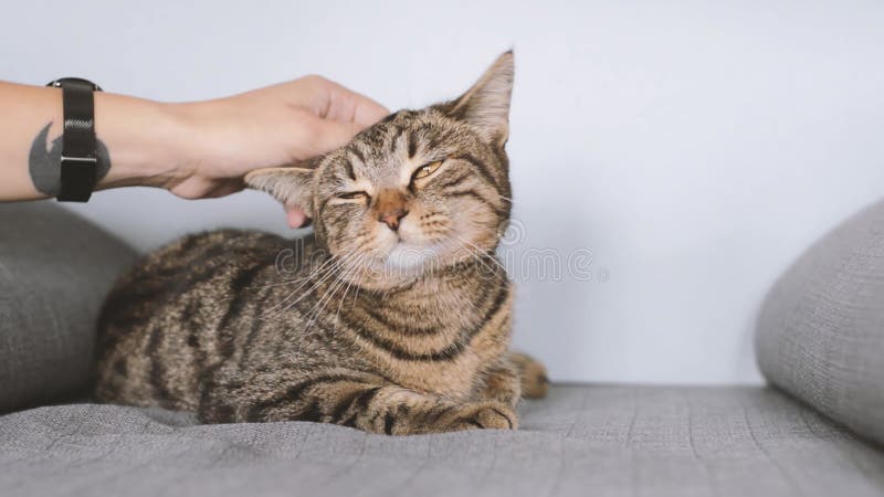 A Woman`s Hand Strokes a Cat. Stock Video - Video of life, adorable ...