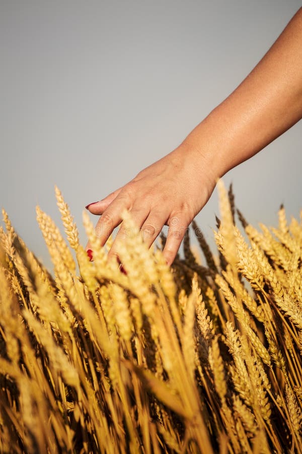 Woman s hand touch wheat stock image. Image of soft, grow - 32101797