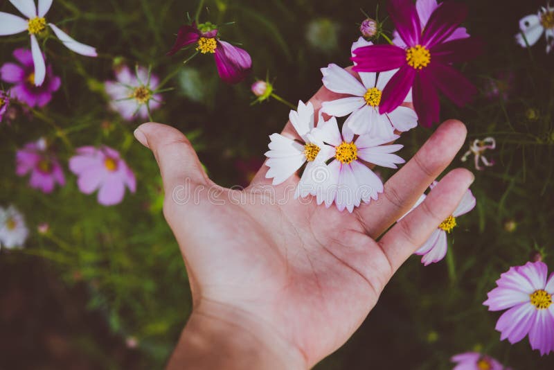 Woman`s Hand Touching Cosmos Flower on Field. Stock Photo - Image of ... Woman`s Hand Touching Cosmos Flower on Field. Stock Photo - Image of ...
