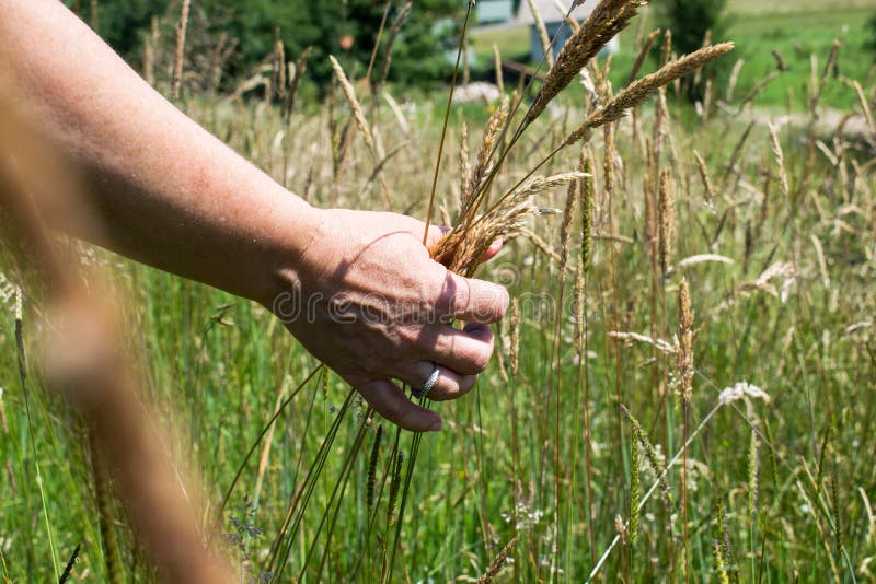 2,594 Hand Touching Grass Photos - Free & Royalty-Free Stock Photos ...