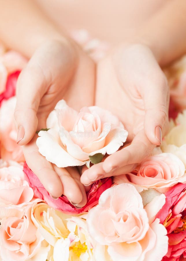 Woman s hands holding rose stock image. Image of gardening - 38318379