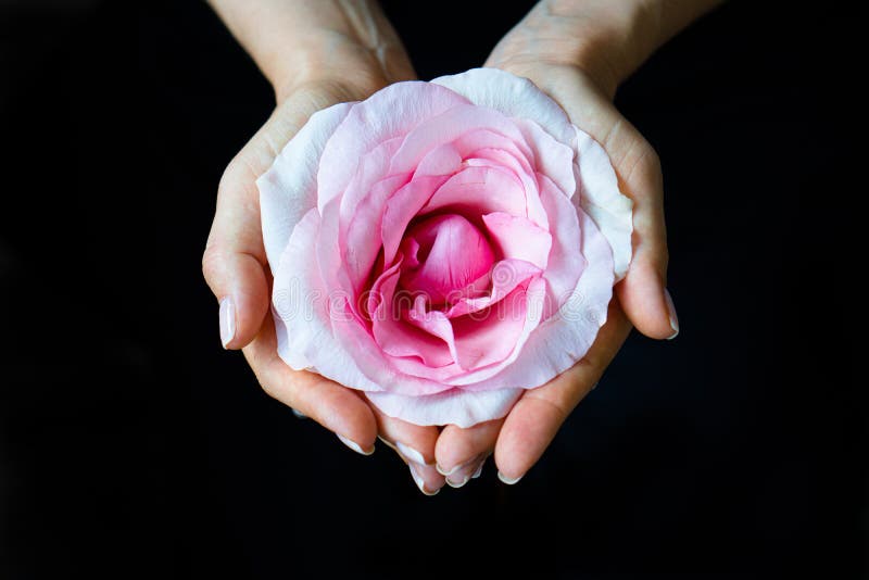 Woman`s Hands Holding Rose Flower on Black Background Stock Image ... Woman`s Hands Holding Rose Flower on Black Background Stock Image ...