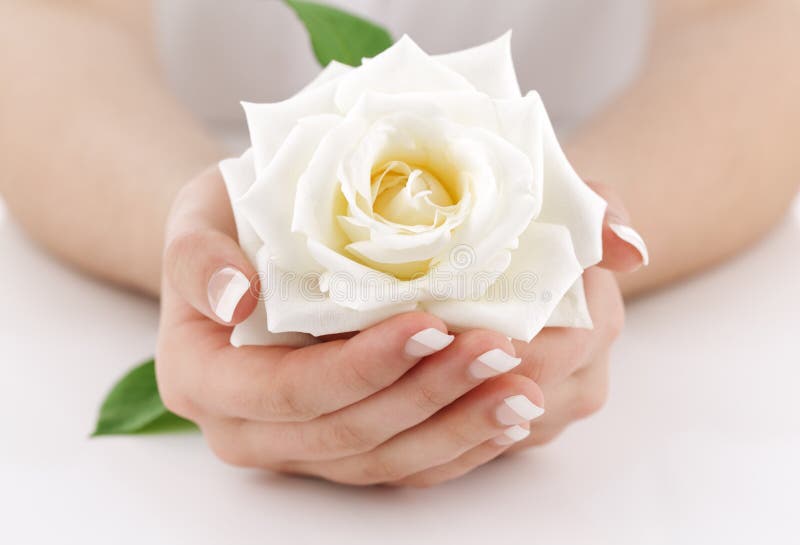 Woman S Hands with White Rose Stock Image - Image of hand, focus: 30484127