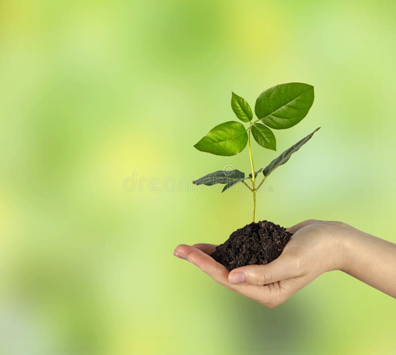 Sapling in hand stock image. Image of earth, present - 113048907