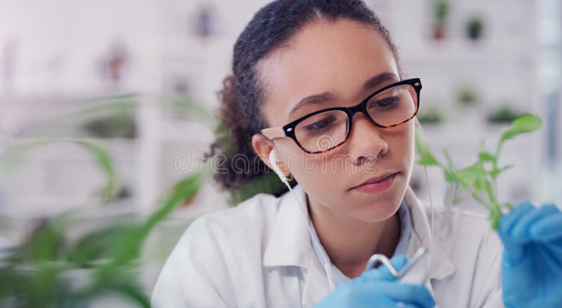 Plant Research, Microscope and Black Woman in a Laboratory with ...