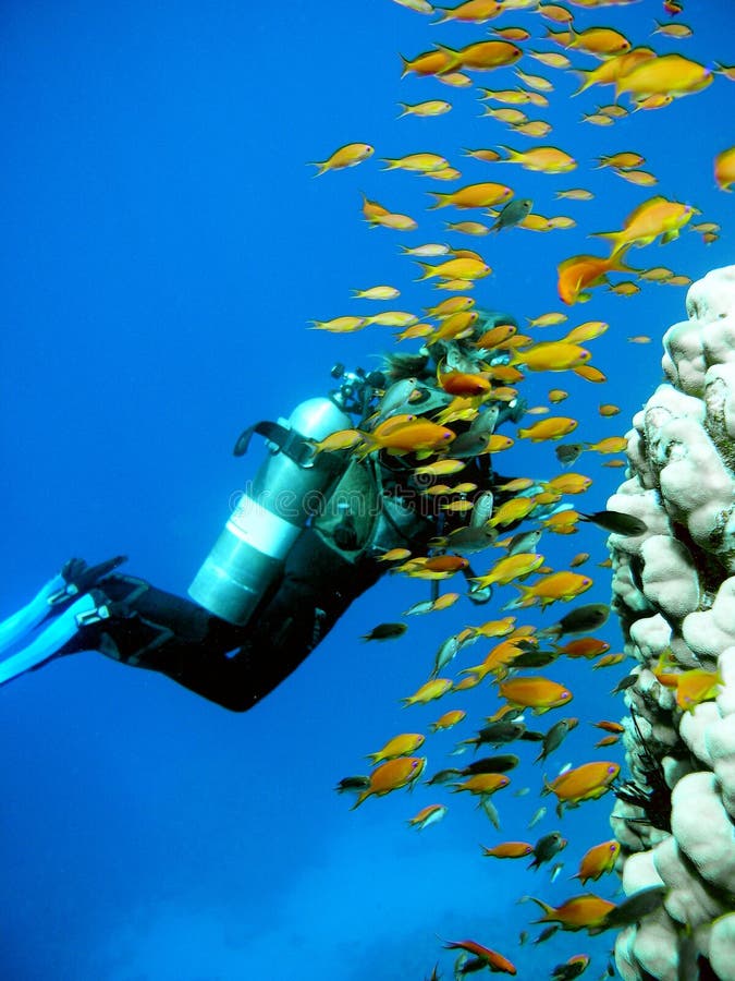 Woman Scuba Diver stock image. Image of reef, beach, coral - 5444359