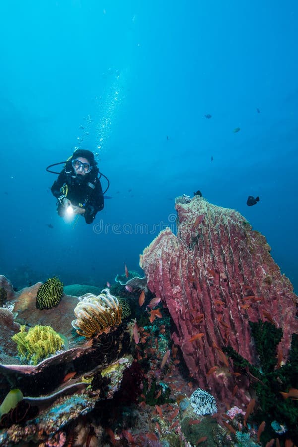Woman Scuba Diving on a Tropical Reef Stock Image - Image of puerto ...