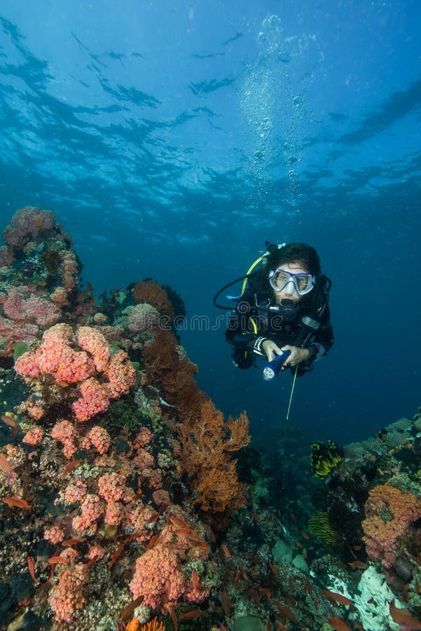 Woman Scuba Diving on a Tropical Reef Stock Image - Image of holidays ...