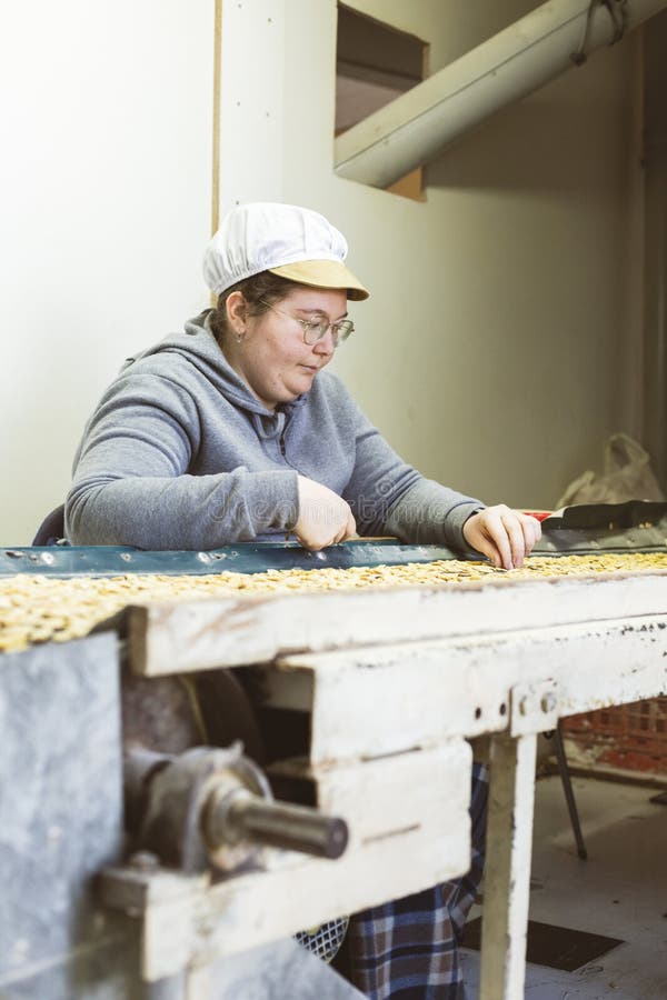 Woman Selecting Beans in Front of a Conveyor Belt Stock Photo - Image ... Woman Selecting Beans in Front of a Conveyor Belt Stock Photo - Image ...