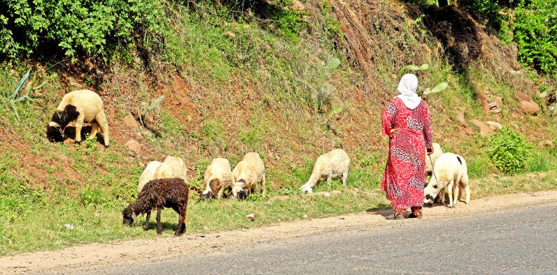 Woman shepherd and sheeps stock image. Image of herding - 26346877