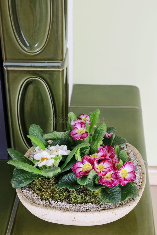 Woman Shows How To Make Simple Decoration with Primula Flowers Stock ...