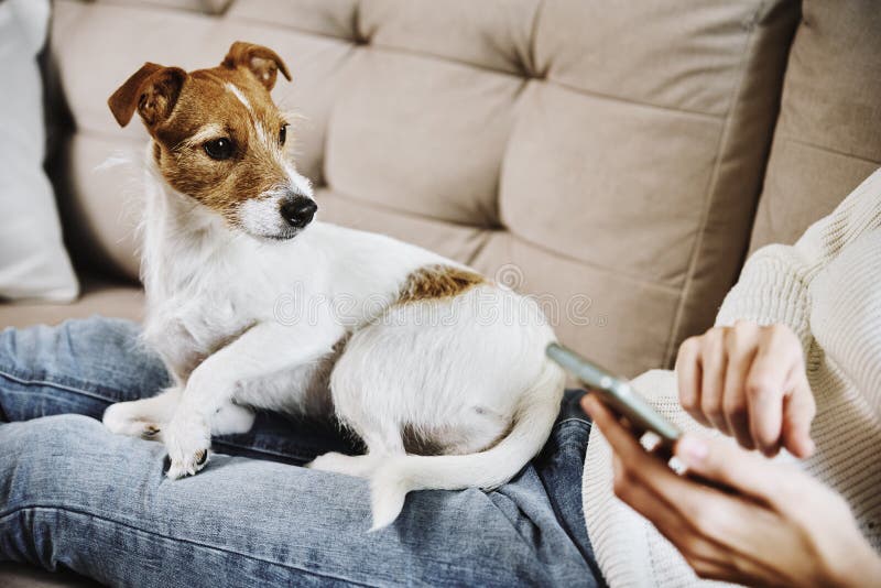 Woman Sit with Dog and Use Smartphone Stock Photo - Image of person ...