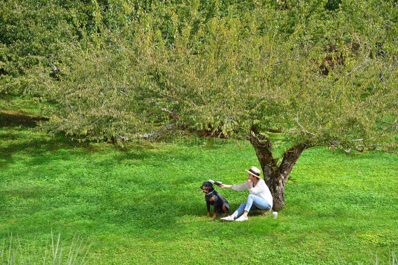 Woman Sitting Under a Tree Reading a Book Stock Image - Image of garden ...